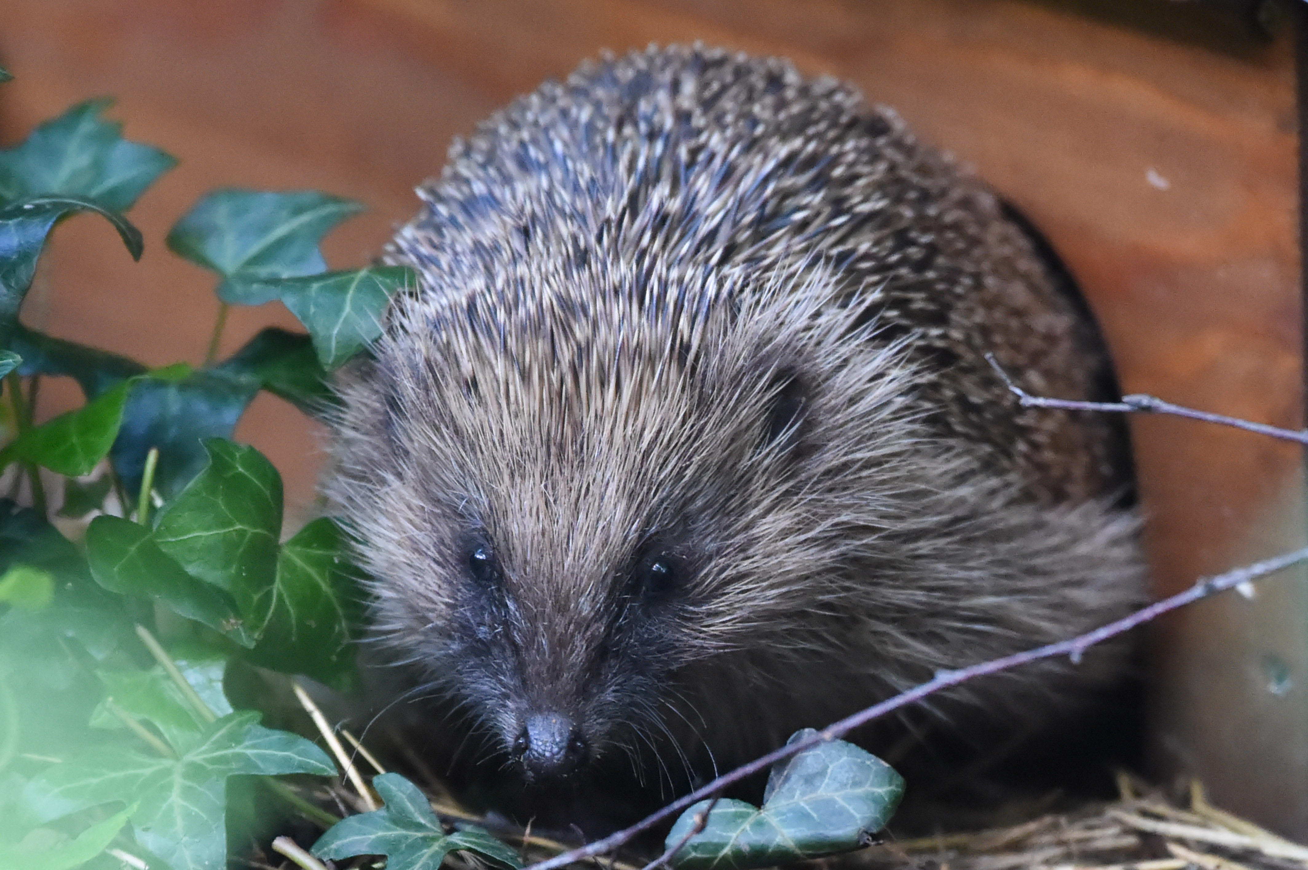 How to create a hedgehog friendly garden ‧ Taylor Wimpey