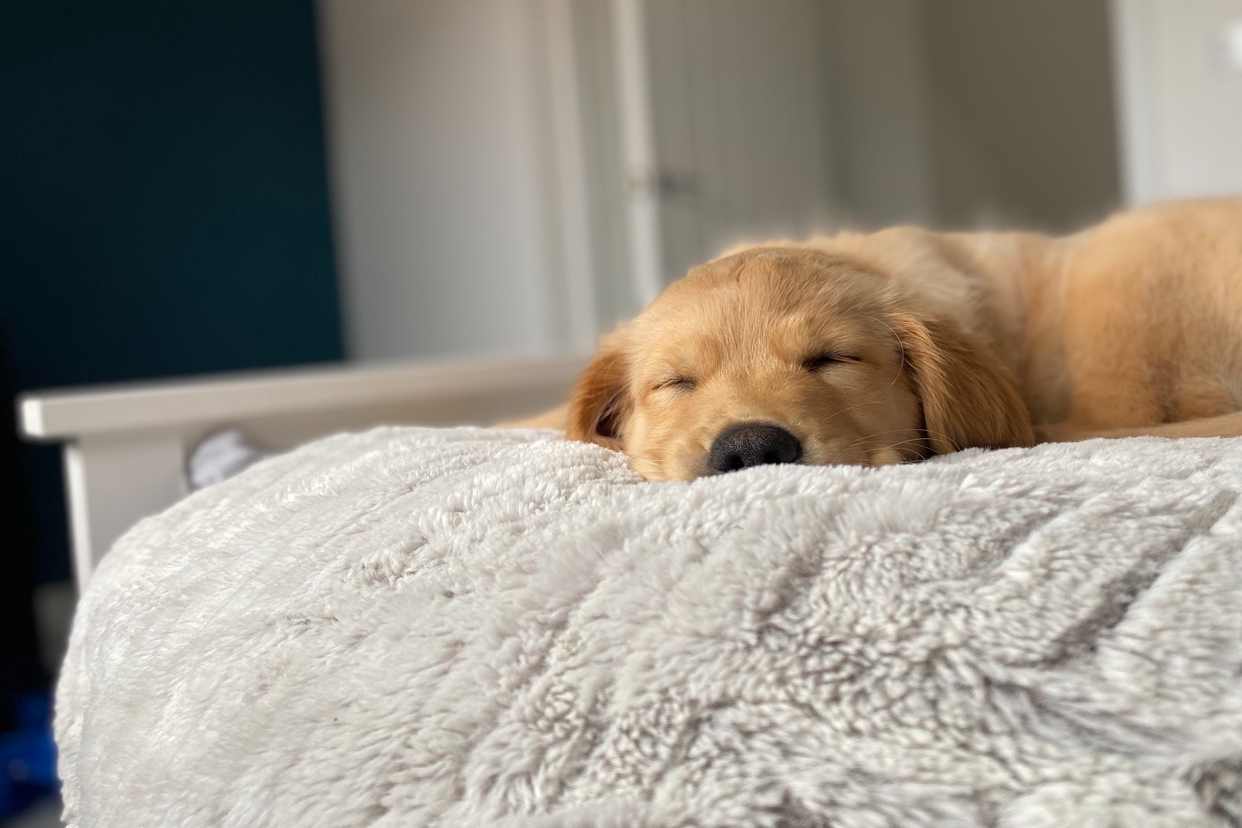 Waffles Finds Growing Up At Shaw Valley Paws-itively Perfect ‧ Taylor ...