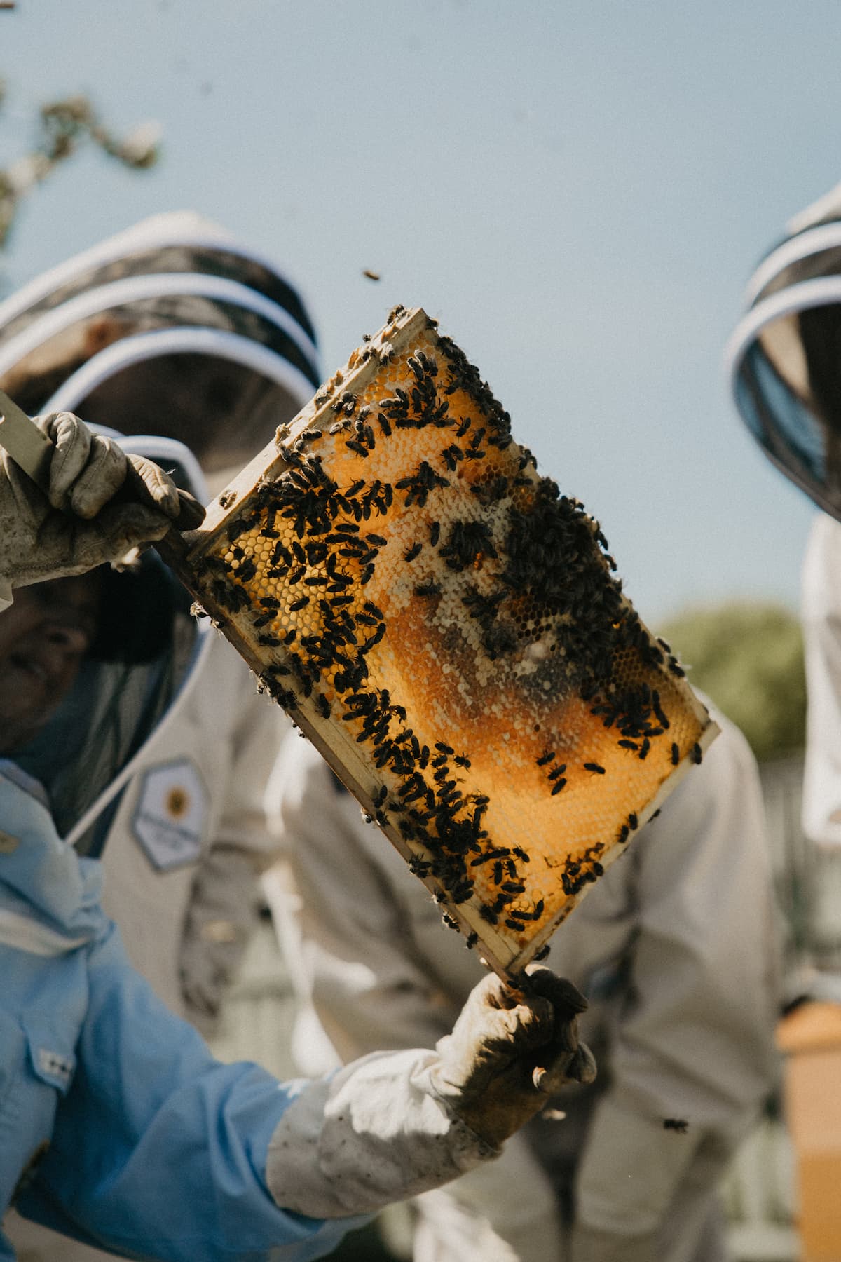 Creating a buzz: how we're helping native bees thrive with Buckley's ...