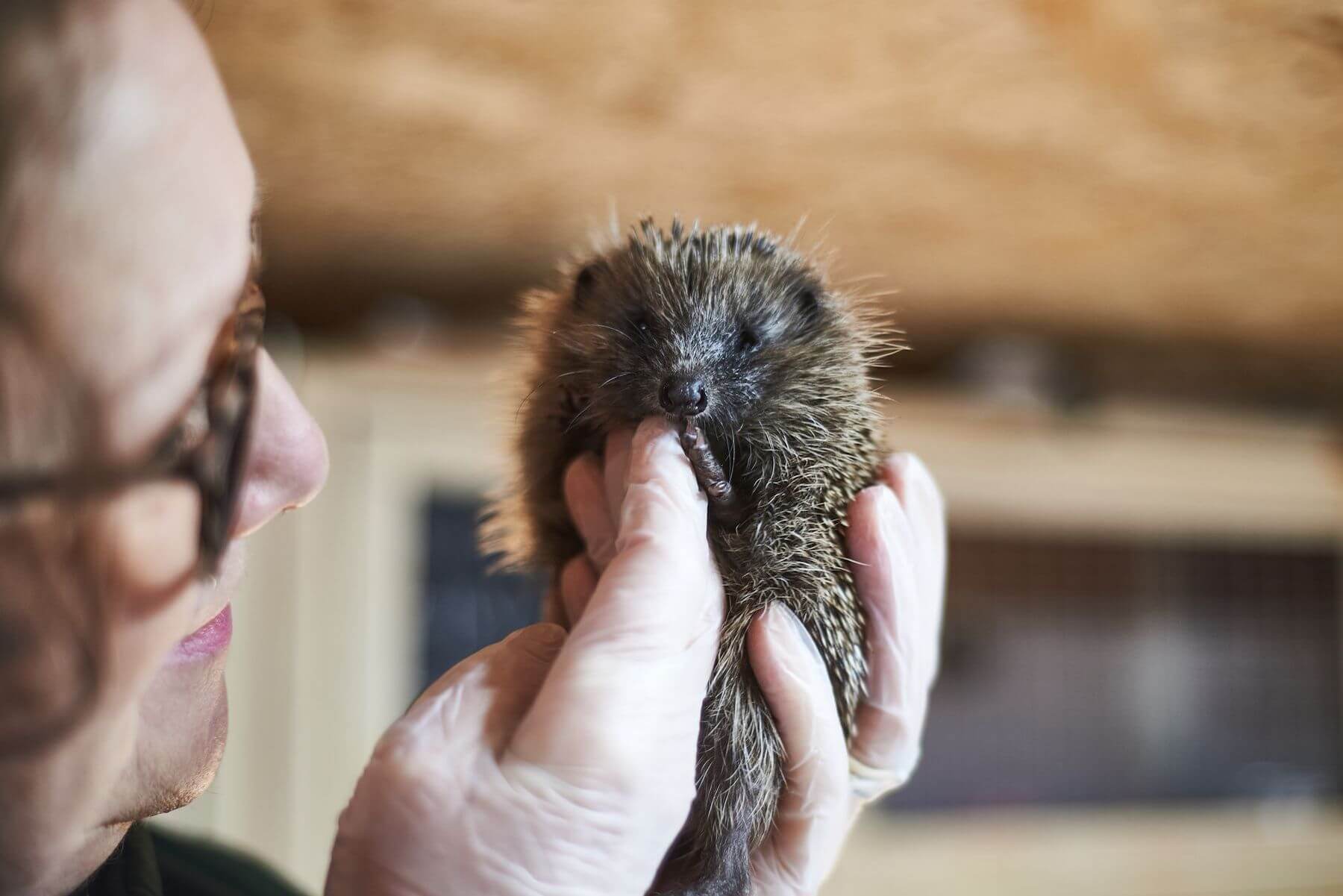 We donate towards new home for rescued hedgehogs in Gateshead ‧ Taylor ...