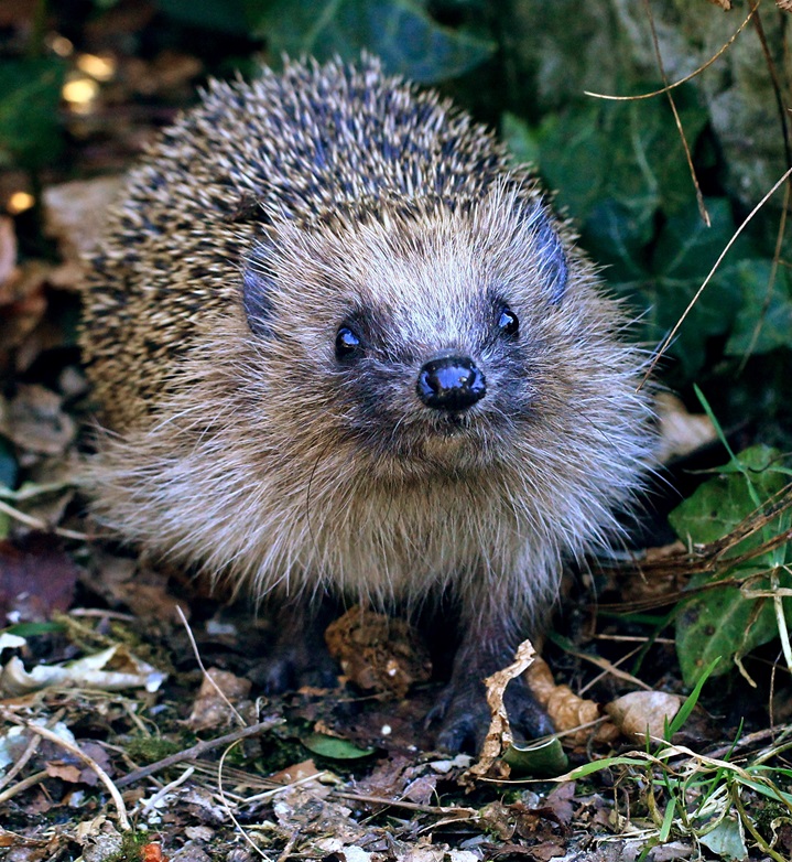 How to create a hedgehog friendly garden ‧ Taylor Wimpey How to create a hedgehog friendly garden ‧ Taylor Wimpey