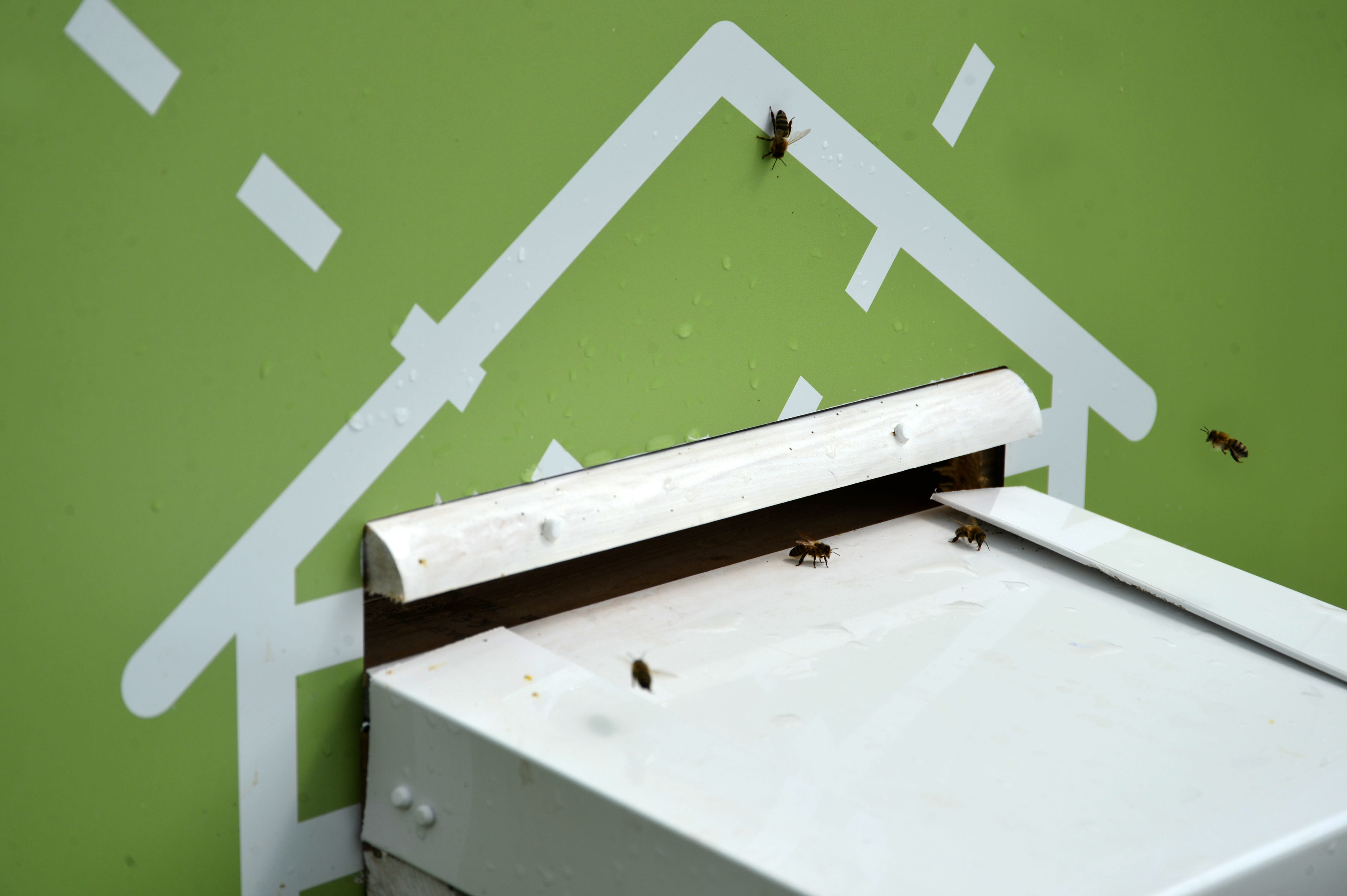 On World Bee Day our North West team marks three years since bees moved ...